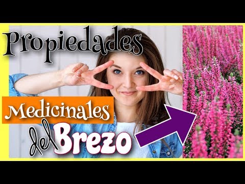 Descubre el brezo: beneficios, usos y propiedades de esta planta ...